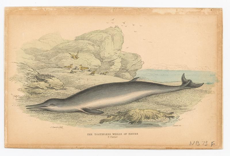 The Toothless Whale of Havre - F. Cuvier | MIT Museum