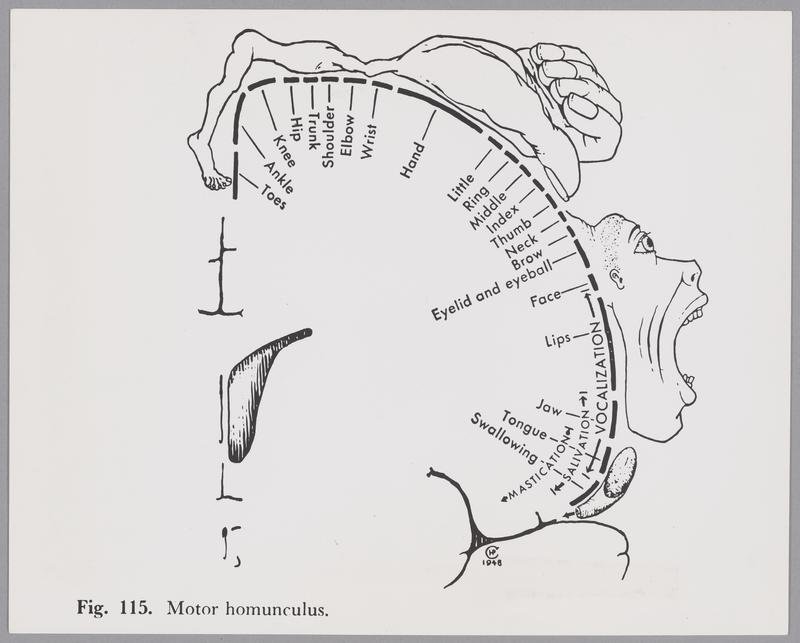 Motor homunculus diagram | MIT Museum